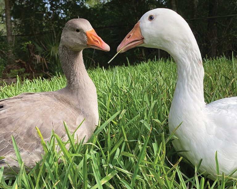 Pilgrim Goose - Breed Profile - Backyard Poultry